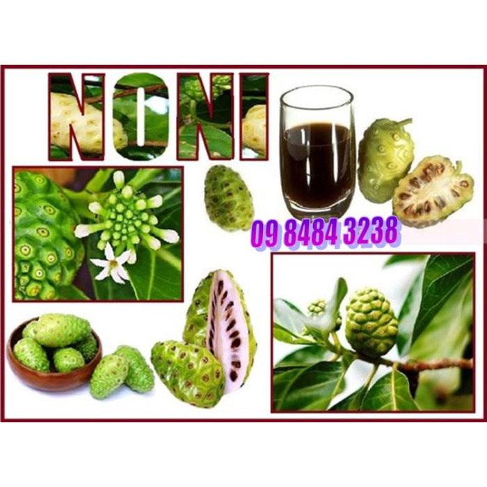 Tahitian Noni Noni Leaf Serum - Dưỡng chất lá NONI